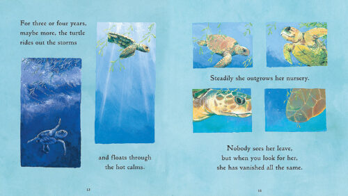 i know a tiny turtle