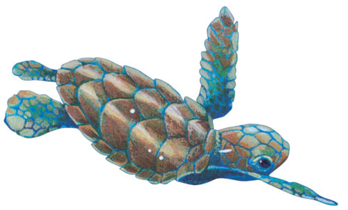 i know a tiny turtle