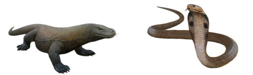 Komodo Dragon Vs King Cobra Book