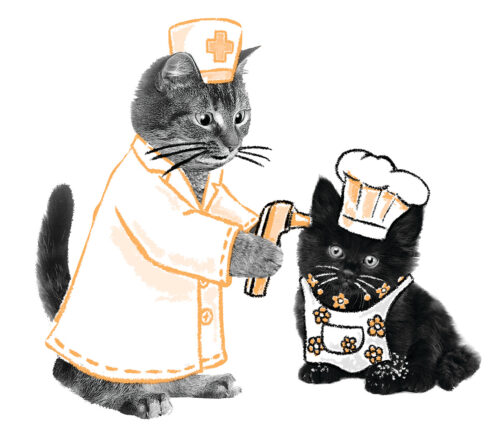dr kittens