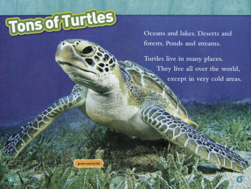 turtle description for child